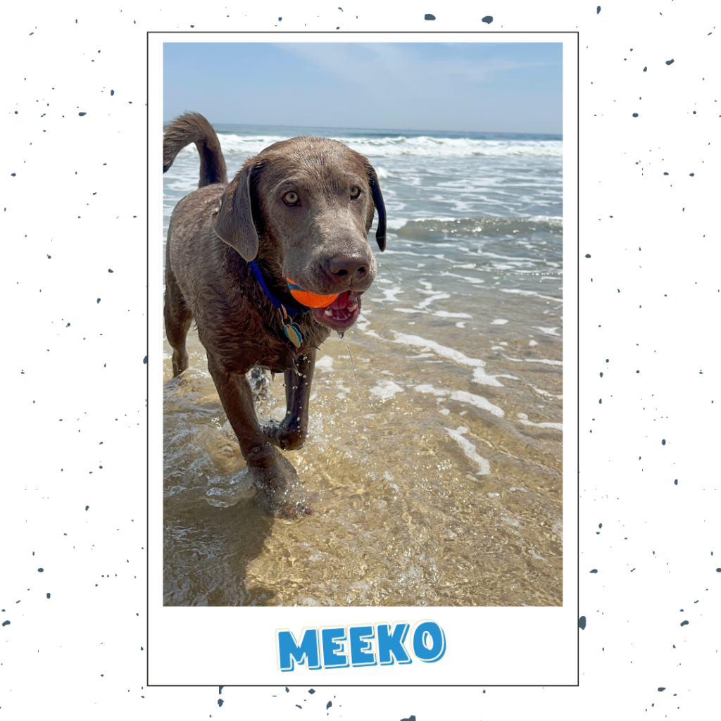 The Dog (and Cat and Chicken) Days of Summer - DVIRC